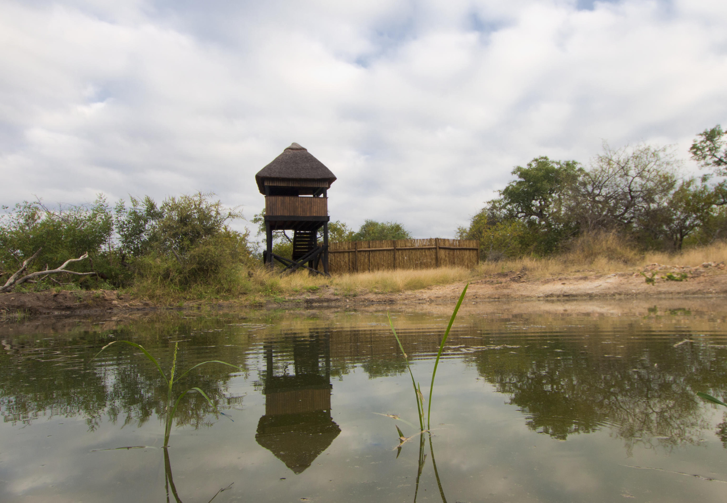 Naledi Bush Lodge Live streams - Africam live cameras situated within ...